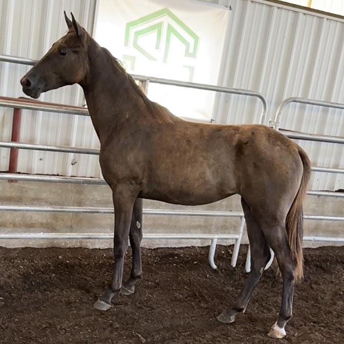 56) JUDY LOCA – Gin Loco X A Strong Dollar - Sugar Creek