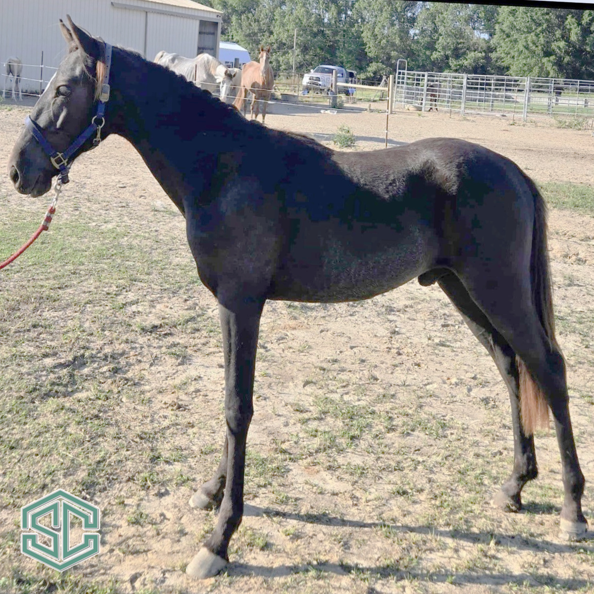 32) PENDING REGISTRATION – 2024 FOAL of I’m Fleur Des Lis X Star Of ...