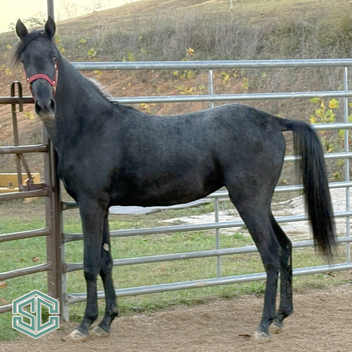 29) DADDY’S CUP OF GIN 22402666 – A GREY YEARLING daughter of World ...