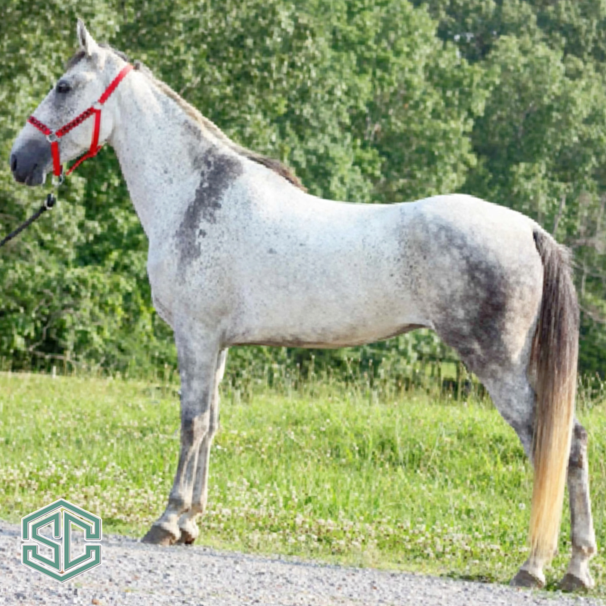 23) HAWK’S TOUCH OF CASH 21901537 – A 16 Hand daughter of WGC producer ...