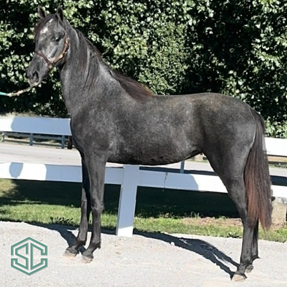16) JIMMER’S SOUTHERN CHARM – A Beautiful GREY Yearling daughter of WGC ...