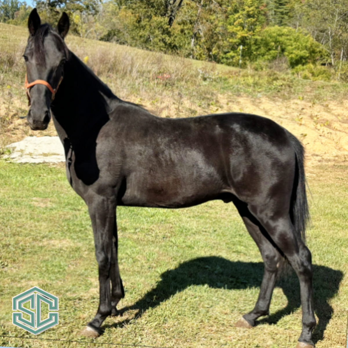 21) MAINLY JUSTIFIED 22402667 – A YEARLING son of 4X WGC Justified ...