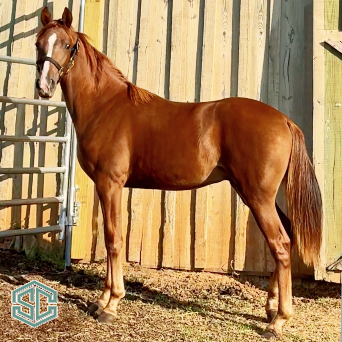 74) ROJO JOSE’ 22500034 – A Fall Yearling son of the great Jose’ Jose ...