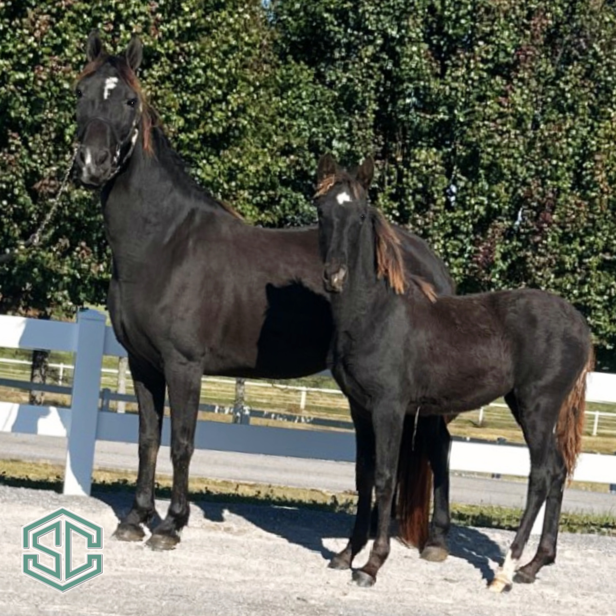 65) BUTTA FLY – Former show mare and daughter of WGC Dragonfly and out ...