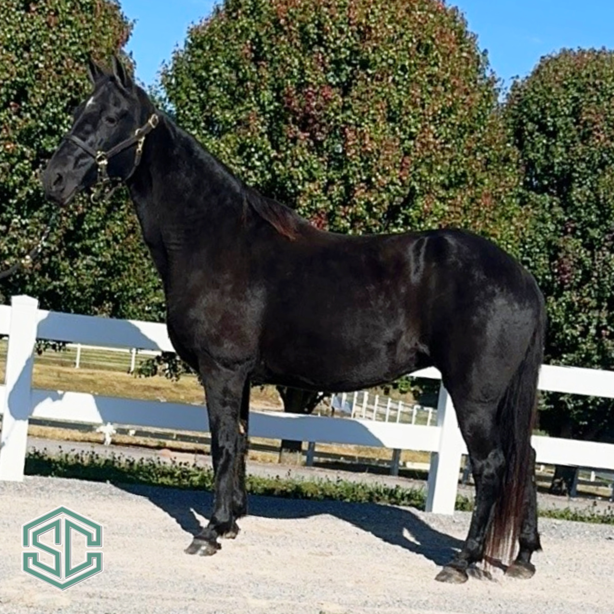67) JOSE’S LIVE ACTION 21103250 – Former Show mare and daughter of the ...