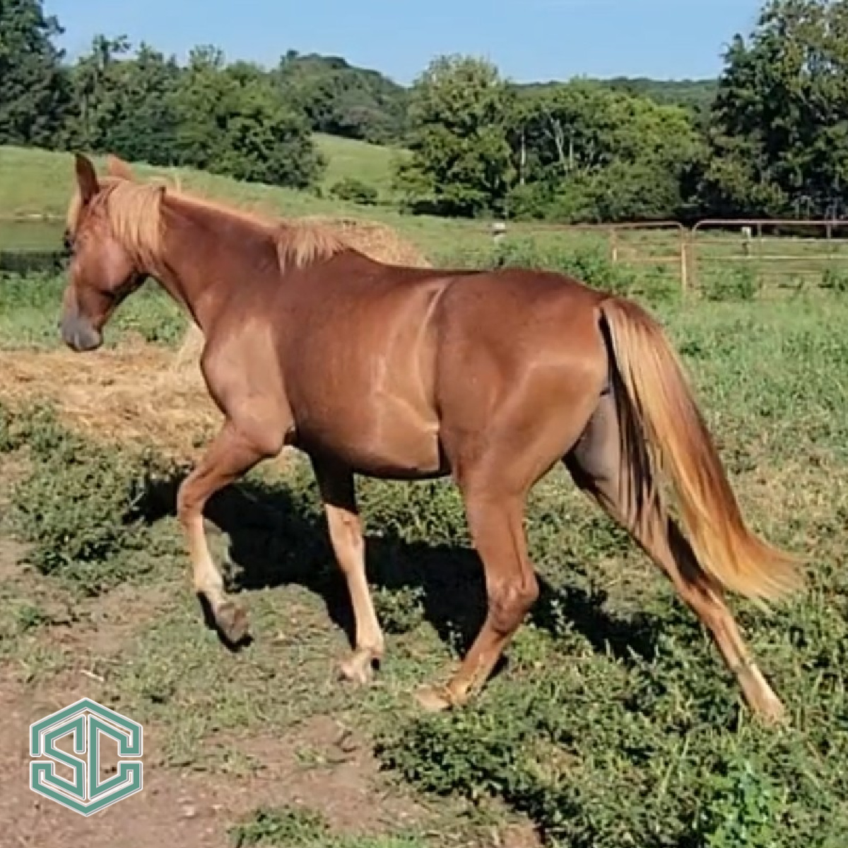 69) SHE’S NINE YARDS OF DIXIE 22401945 – A Yearling daughter of Res. WGC Another Nine Yards and ...