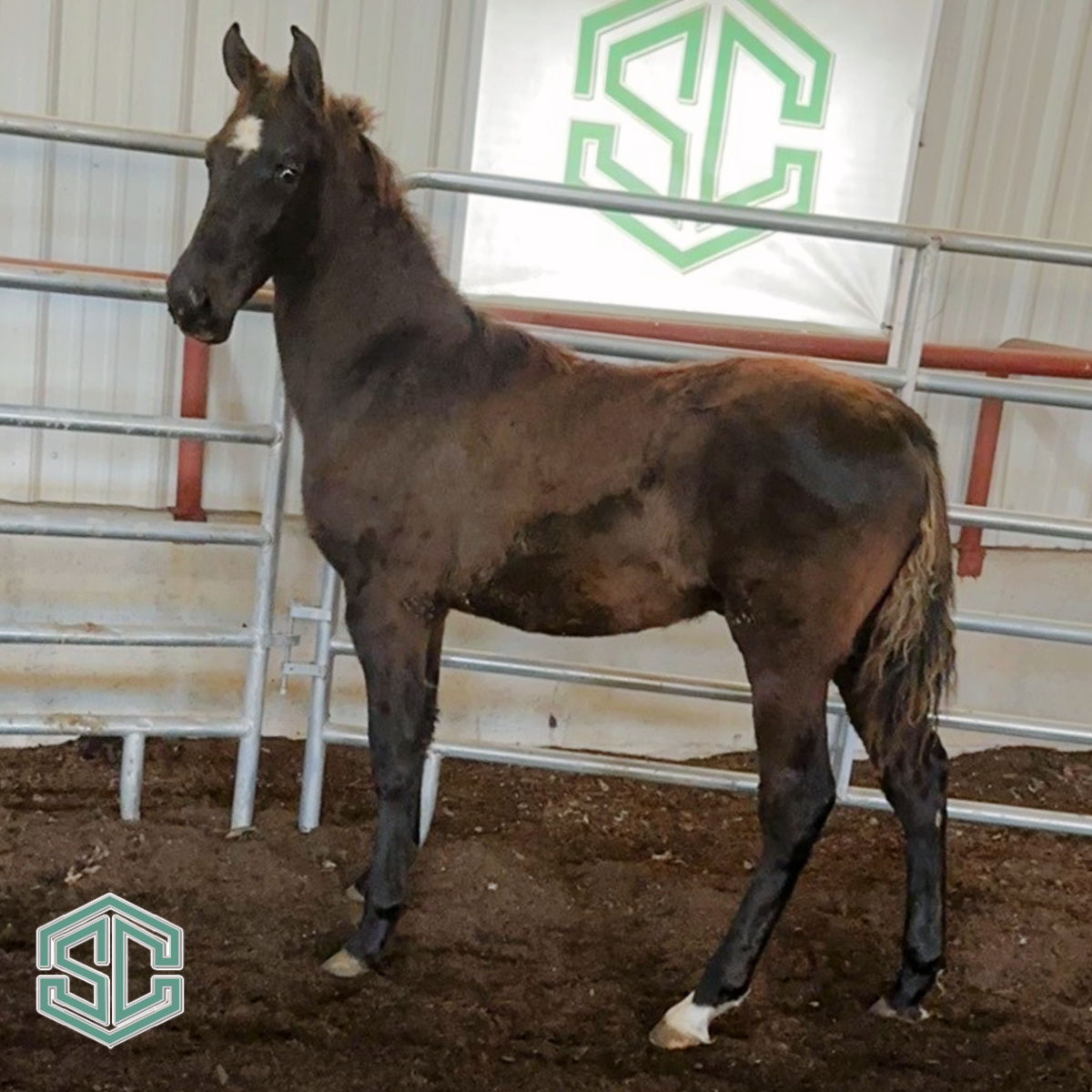 W69) PENDING 25 Black Friday Deal X My Maserati Alfieri – One of the ...