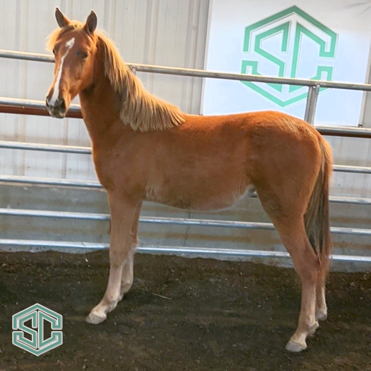 15) JK DIAMOND LADY’S REVIVAL 22500157 – A daughter of many time WGC ...