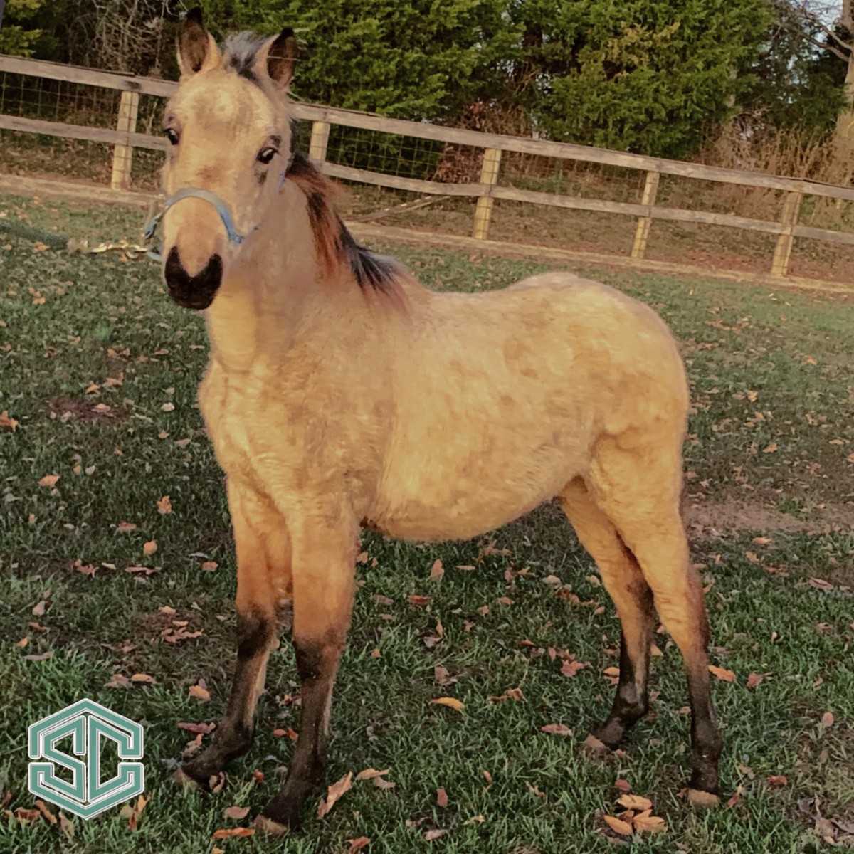 09) BISCUITS & GRAVY 22501016 – A RARE CLASSIC BUCKSKIN ROAN yearling ...