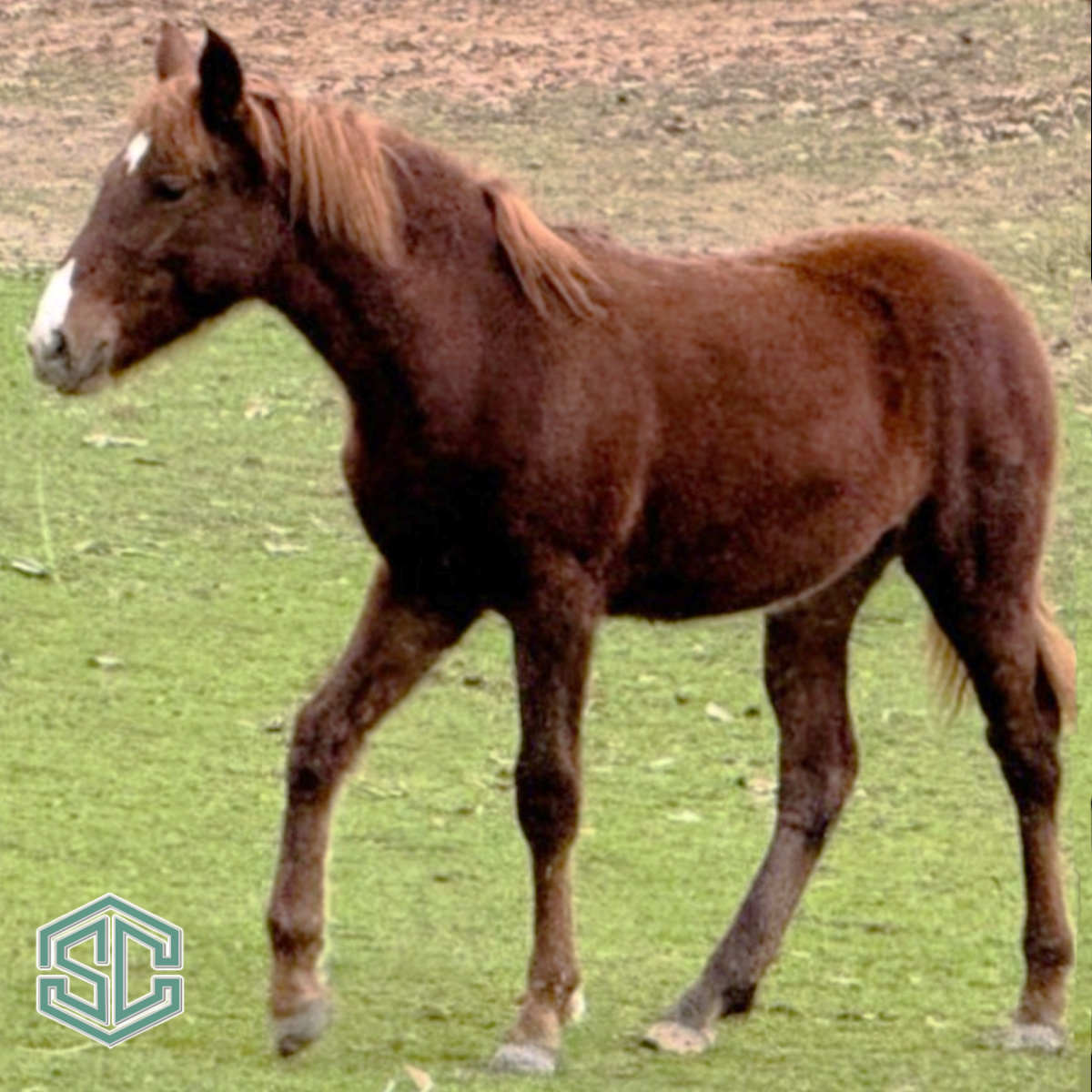 64) EXCALIBUR’S LADY GEN 22500333 – A Yearling daughter of Excalibur’s ...