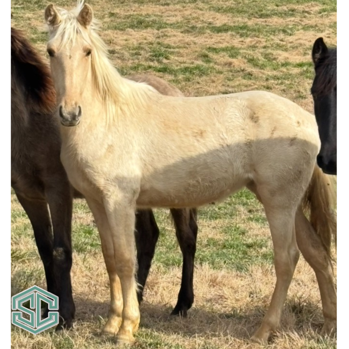 21) HELENE 22500014 – A FALL PALOMINO YEARLING FILLY sired by Via’s ...