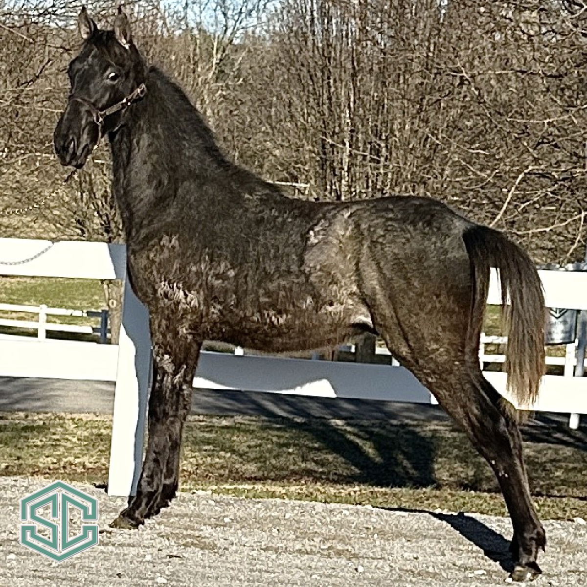 60) JIMMY BLUE 22500866 – A BLUE ROAN son of WGC Jimmy Choo out of ...
