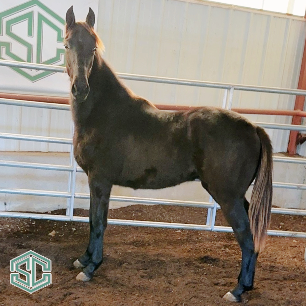 41) JUSTIFICADO 22500144 – A HANDSOME FALL YEARLING sired by 4XWGC ...
