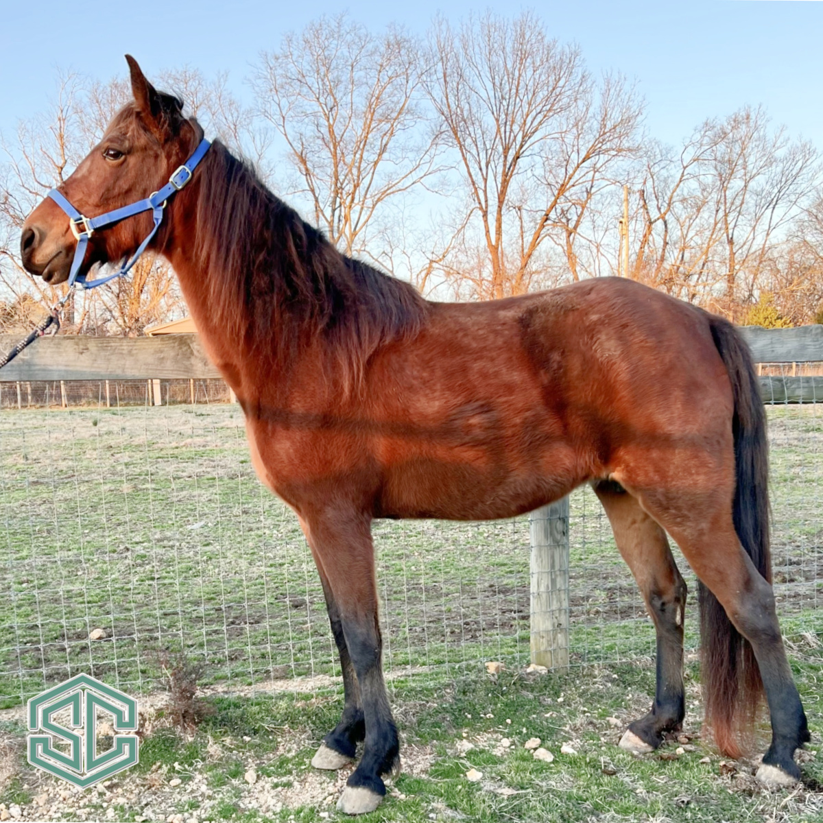 38) KING’S STORMY NIGHT 21300451 – A BAY daughter of WGC Jazz King out of a direct daughter of ...