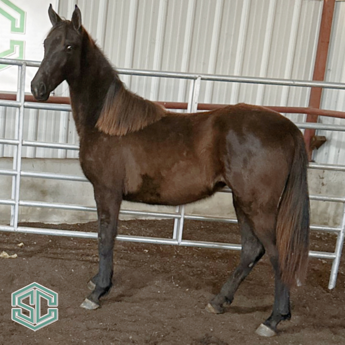 18) MIGHTY CONFIDENT THF 22500822 – A FALL Yearling filly sired by ...