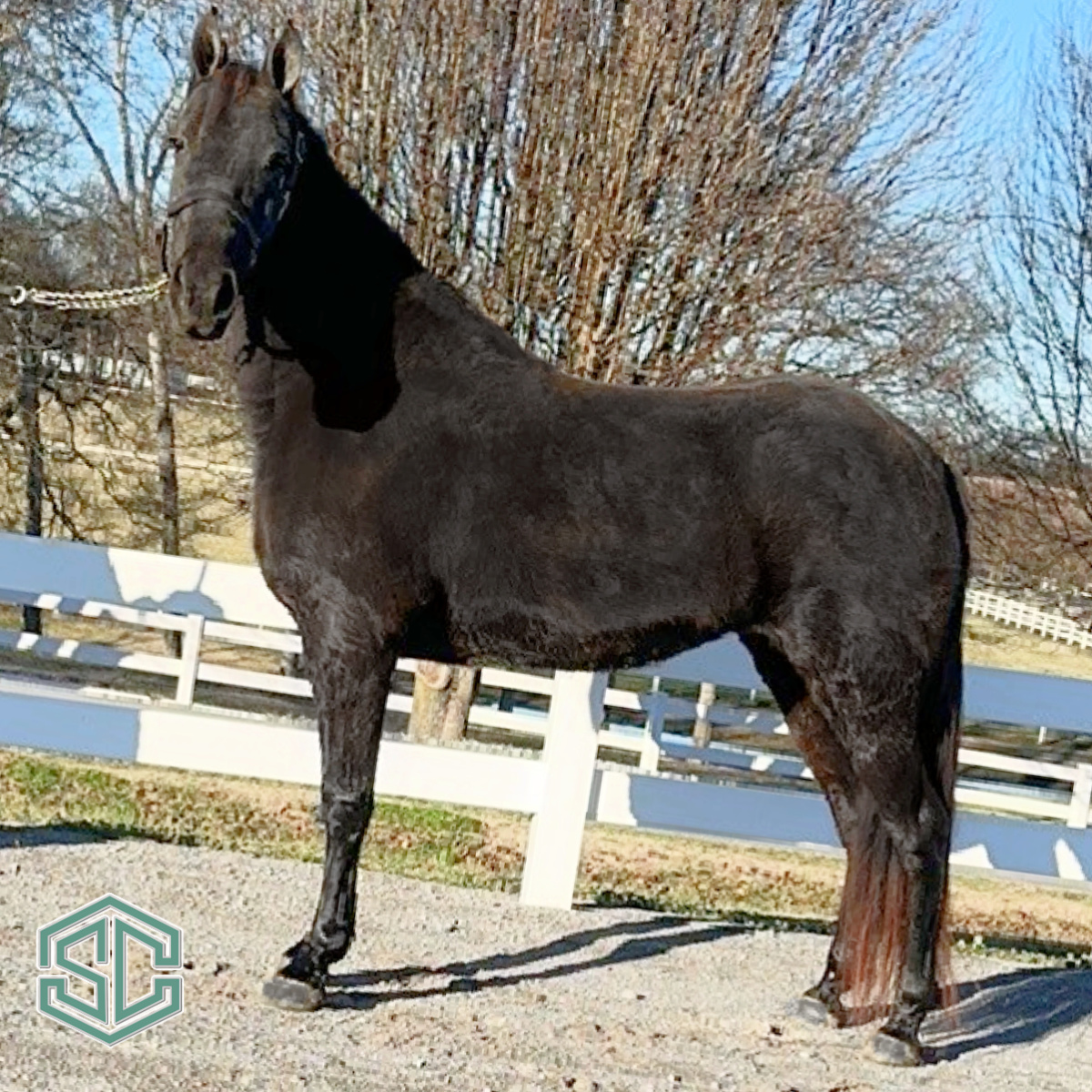 45) SHE’S A FLATLINER 21700218 – A daughter of TWHBEA Hall Of Fame ...