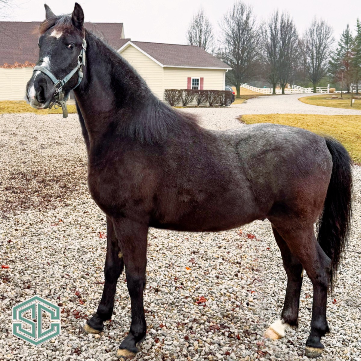 42) THE HEART OF IT ALL 22500039 – A GREY FALL YEARLING COLT sired by ...